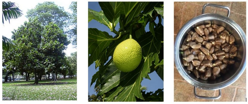 33 EL ÁRBOL DEL PAN - Historias para contarlas